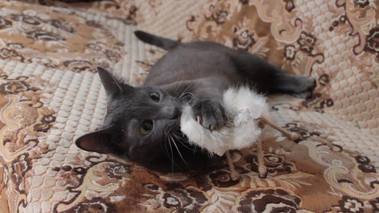 russian blue cat show - YouTube