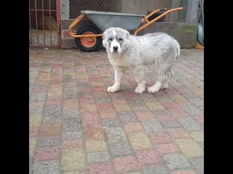 Alabai puppies grey female Yulduz for SALE - YouTube