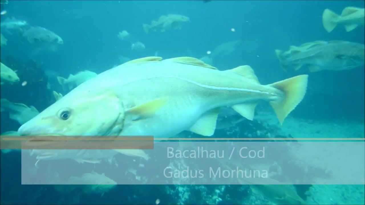 Bacalhau Fish