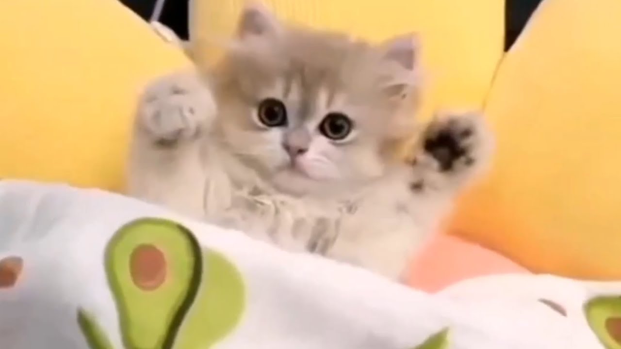 Kucing Lucu - Kumpulan Kucing Lucu - Kucing Imut #6 - YouTube