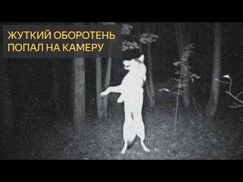 Настоящий оборотень, попался на камеру и ломает представление об оборотнях