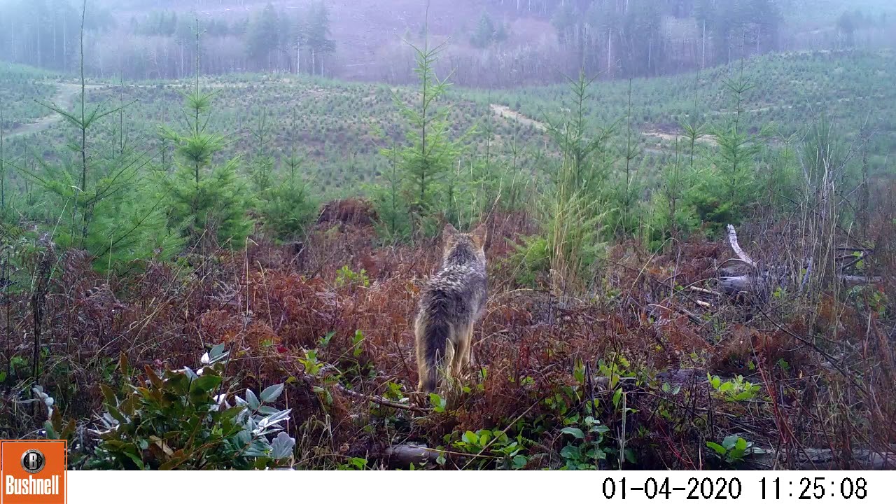 Coyote NW Oregon - YouTube