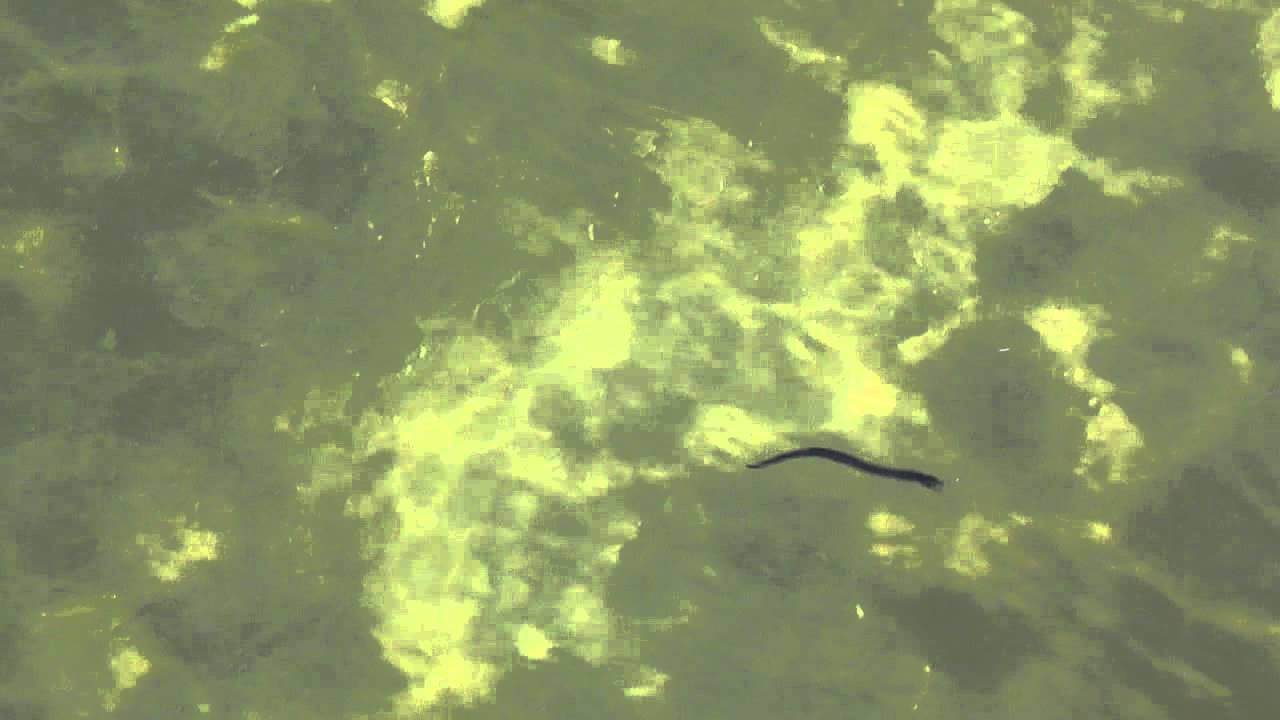 Storm Sand Eel PRO 10cm (4") Storm by SpinnMaster STOP and GO - YouTube