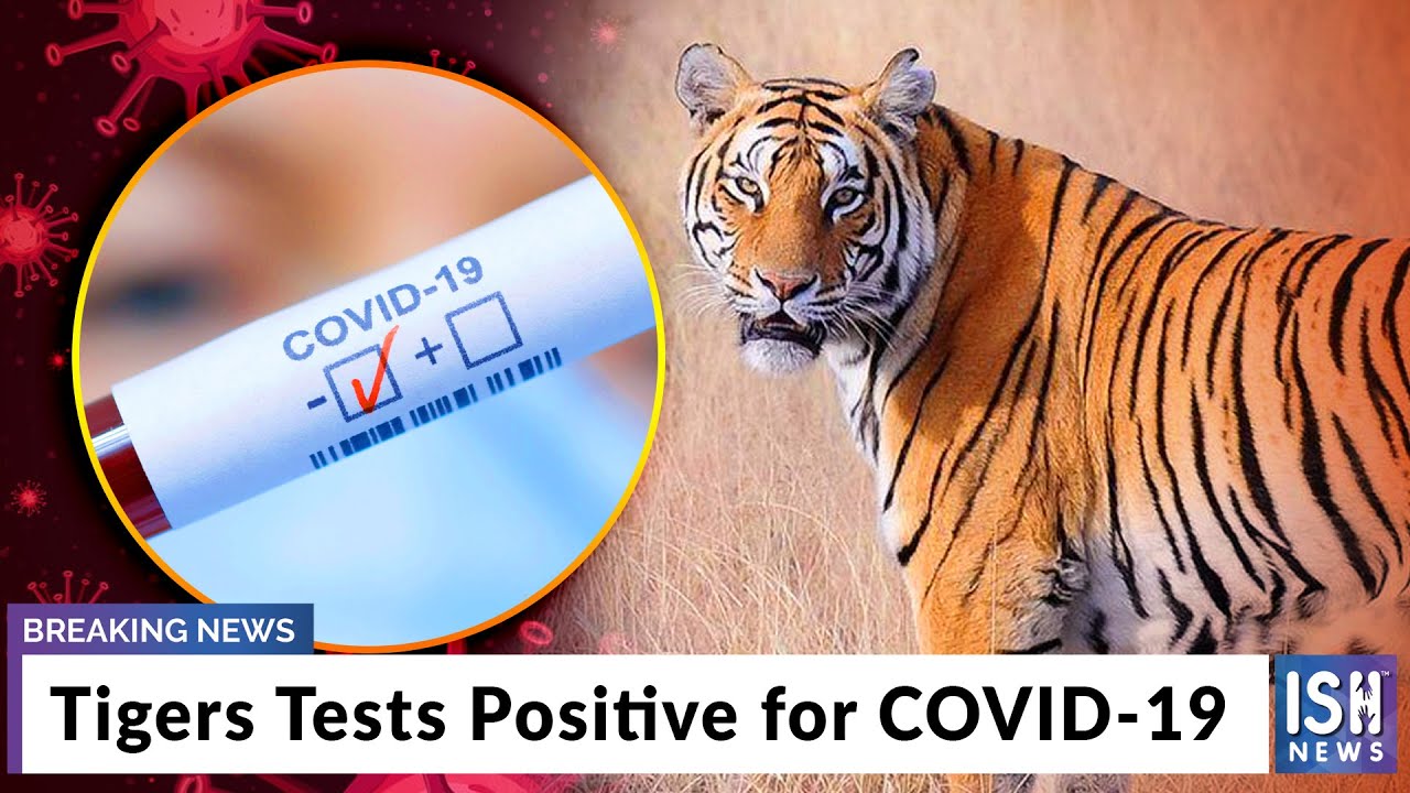 Tigers Tests Positive for COVID-19 - YouTube
