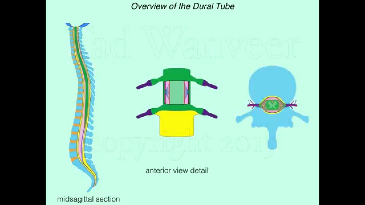 Dural Tube Overview by Tad Wanveer - YouTube