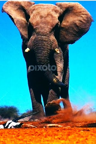 Animal status(small to big animal).😈😈 - YouTube