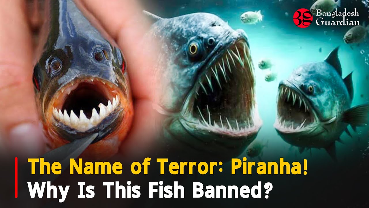 The Name of Terror Piranha! Why Is This Fish Banned? | Bangladesh ...