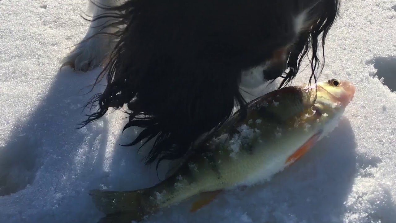 Small Dog Goes Ice Fishing - YouTube