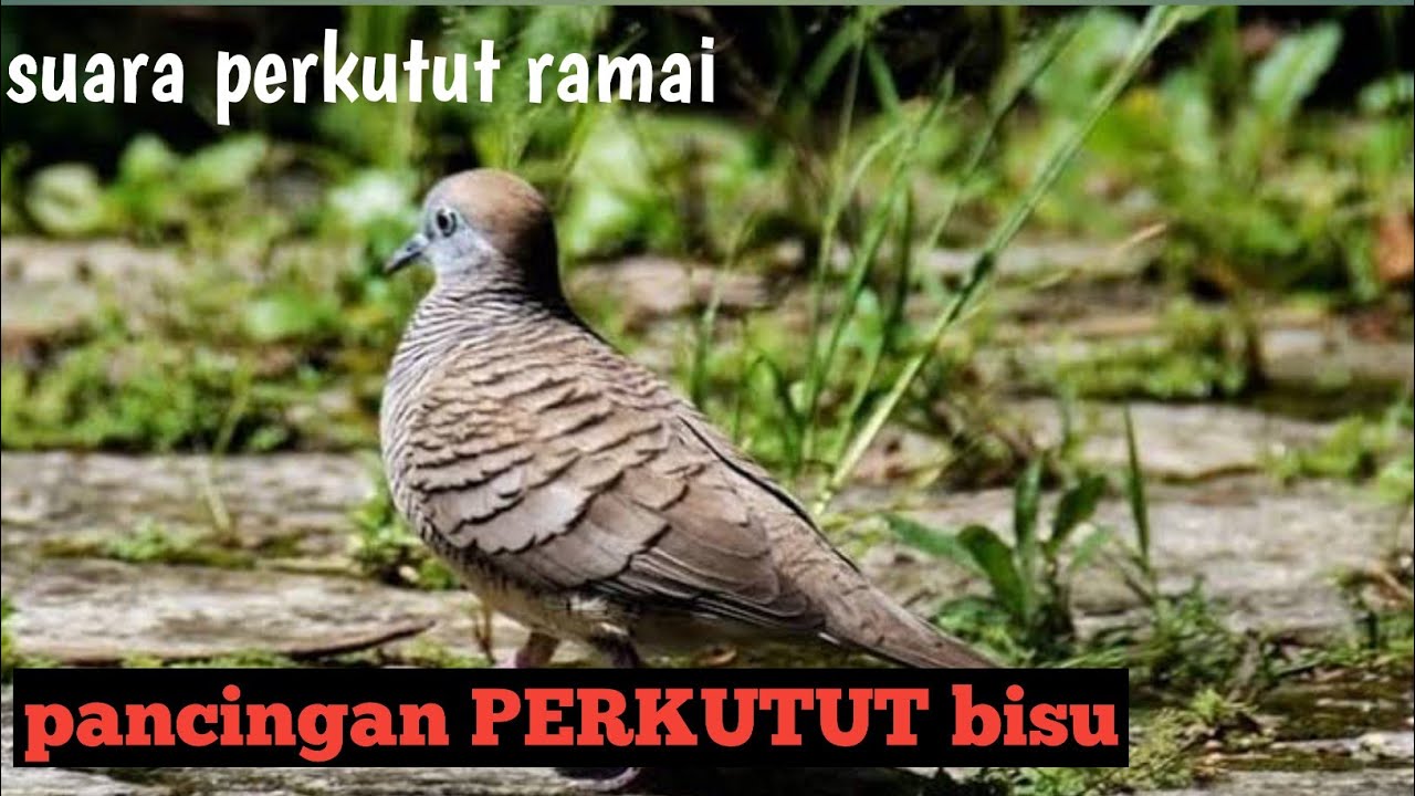 perkutut lokal gacor / bunyi merbok lokal Jawa. perkutut lokal jantan # ...