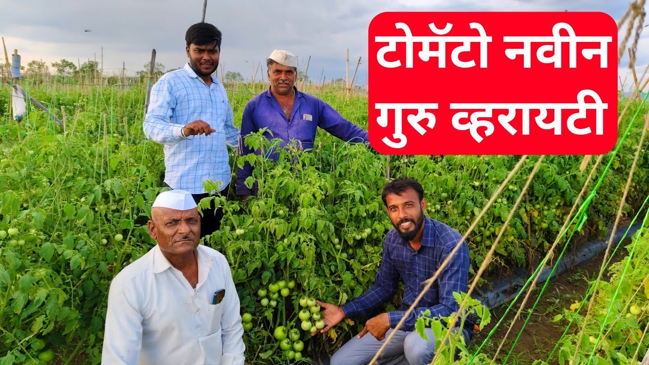 गुरु टोमॅटो नवीन व्हरायटी | Tomato lagwad | guru tomato ardour seeds ...