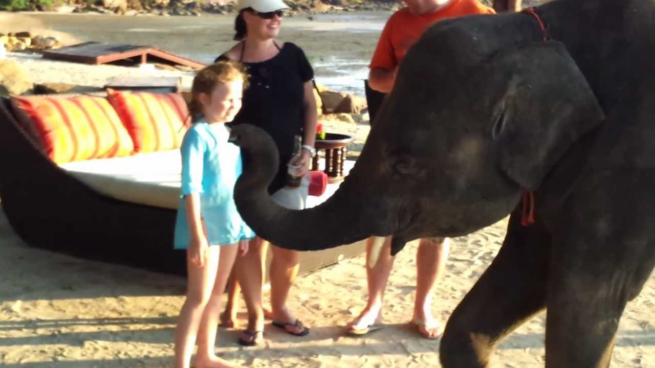 Baby Elephant Dancing and playing Harmonica. - YouTube