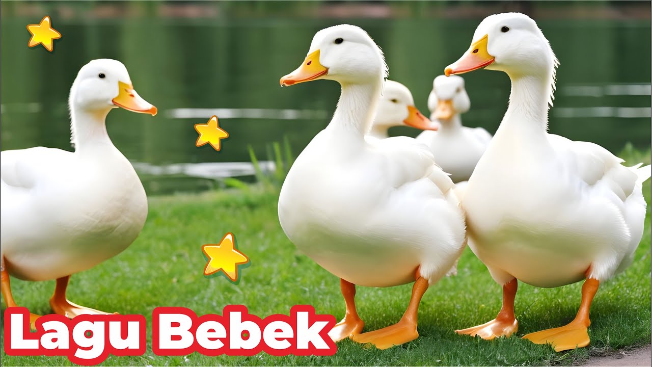 bebek berenang banyak , lagu bebek berenang wek wek wek ducks swimming ...
