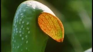 Attenborough: Venus Fly Trap BBC Earth