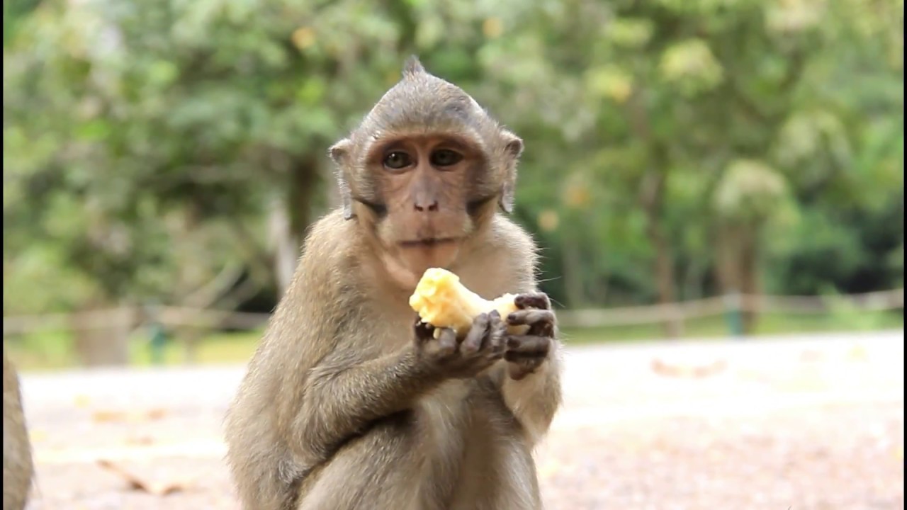 Fat monkey Sweet pea Crying loudly, Video of monkey action - YouTube