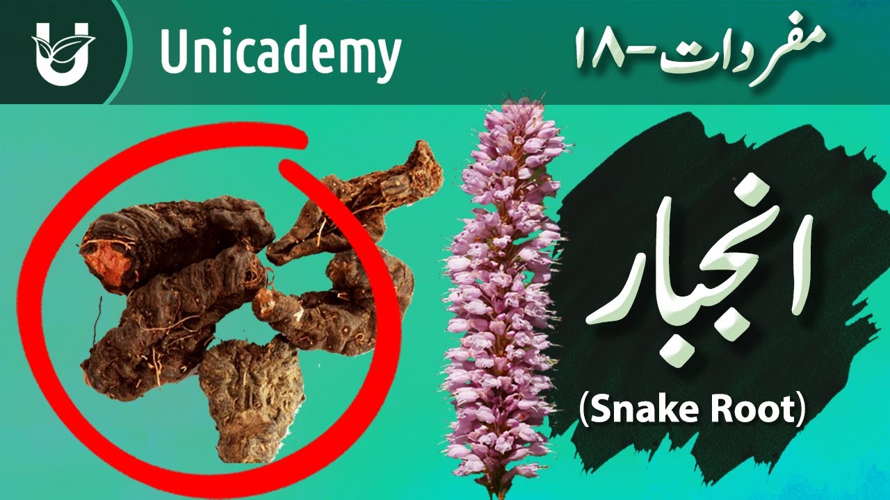 Anjbar (Snake Root/Bistort) | انجبار - YouTube