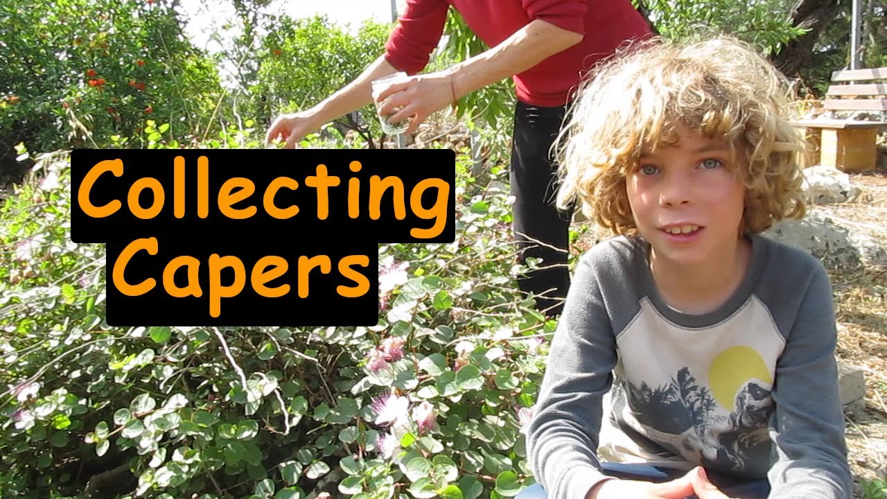 🫒 HARVESTING CAPERS 🫒 in Sicily - A Flavorful, Seasonal Tradition - YouTube