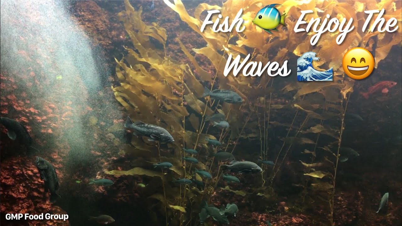 Fish Enjoy The Waves - YouTube