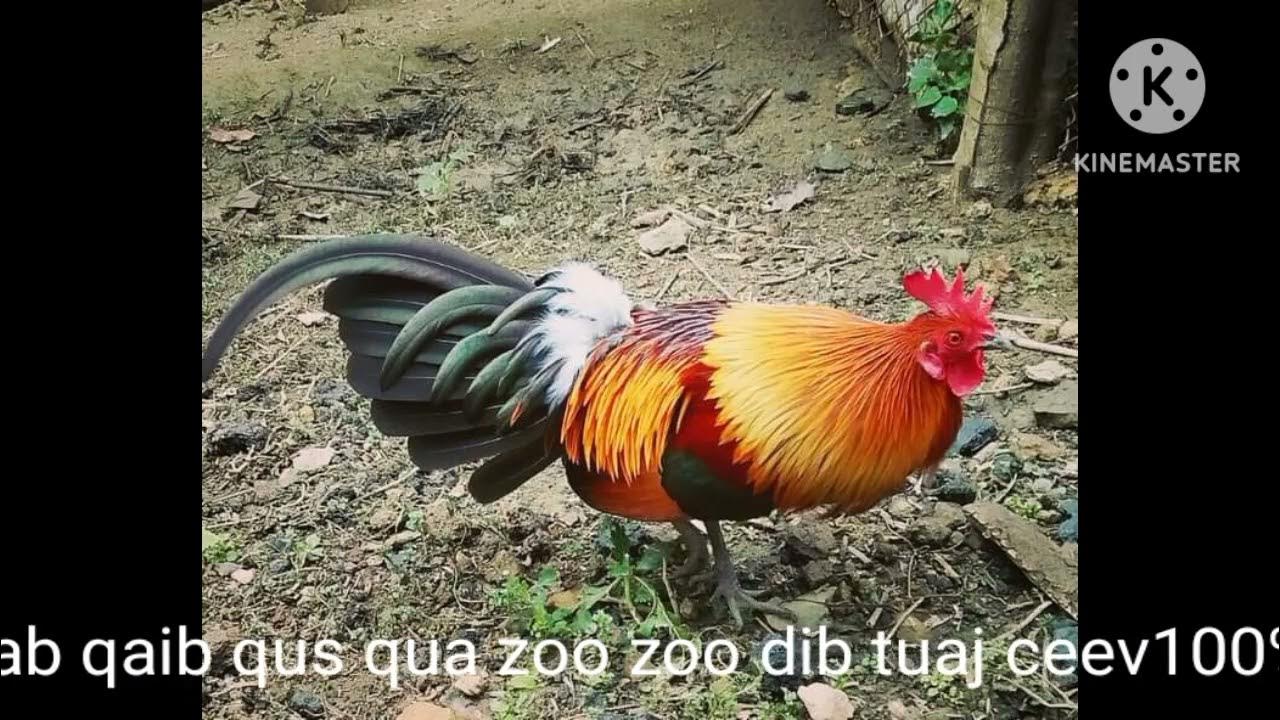 Tij laug txum xeev tus lau qaib qus qua dib tuaj tuaj nawb 20/10/2023 - YouTube