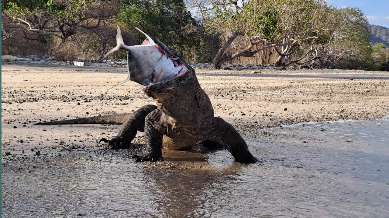 Komodo dragon swallows Diamond trevally Alectis indicus fish - YouTube