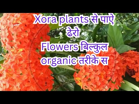 Xora plant full care || how to get more Bloom in exam plants || एकजोरा ...