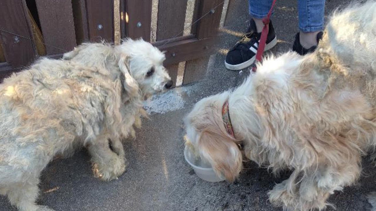 Two abandoned dogs neglected for years are rescued and adopted into ...