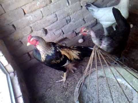 fancy hens in pakistan - YouTube