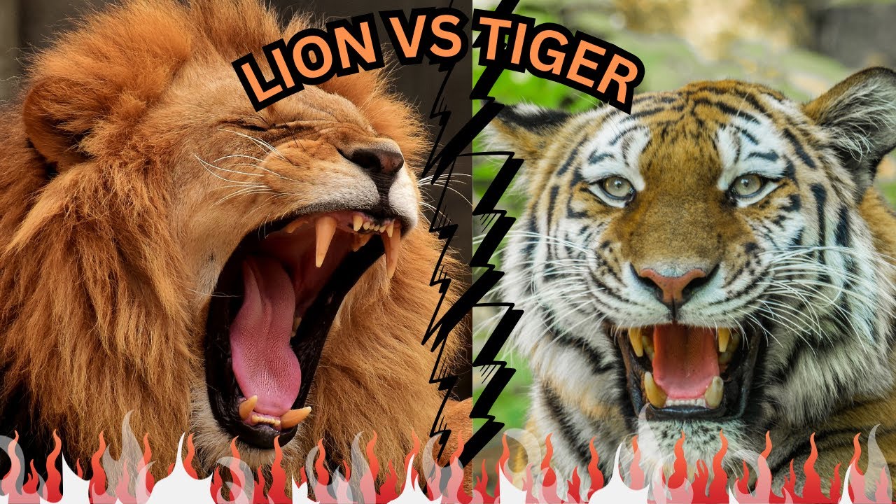 LION vs TIGER | A Comparative Analysis between Big Cats | Amazing Facts ...
