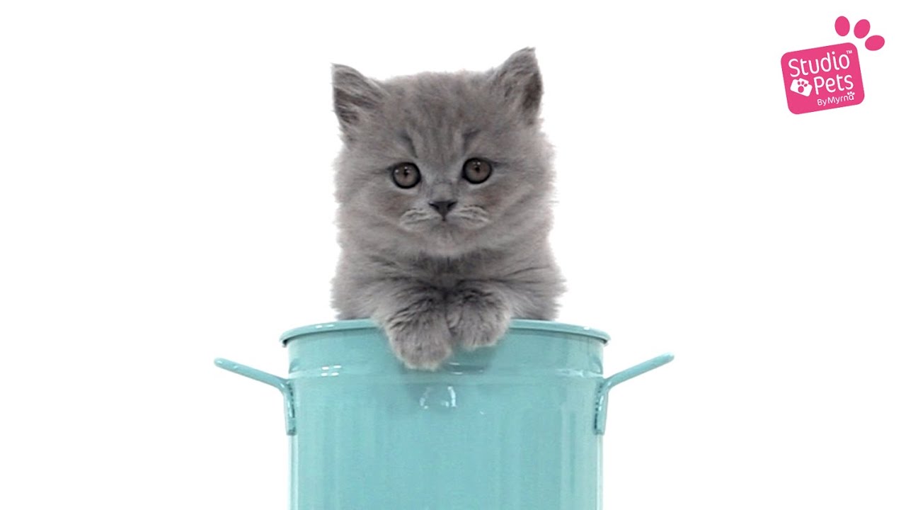 Studio Pets - PouBelle - YouTube