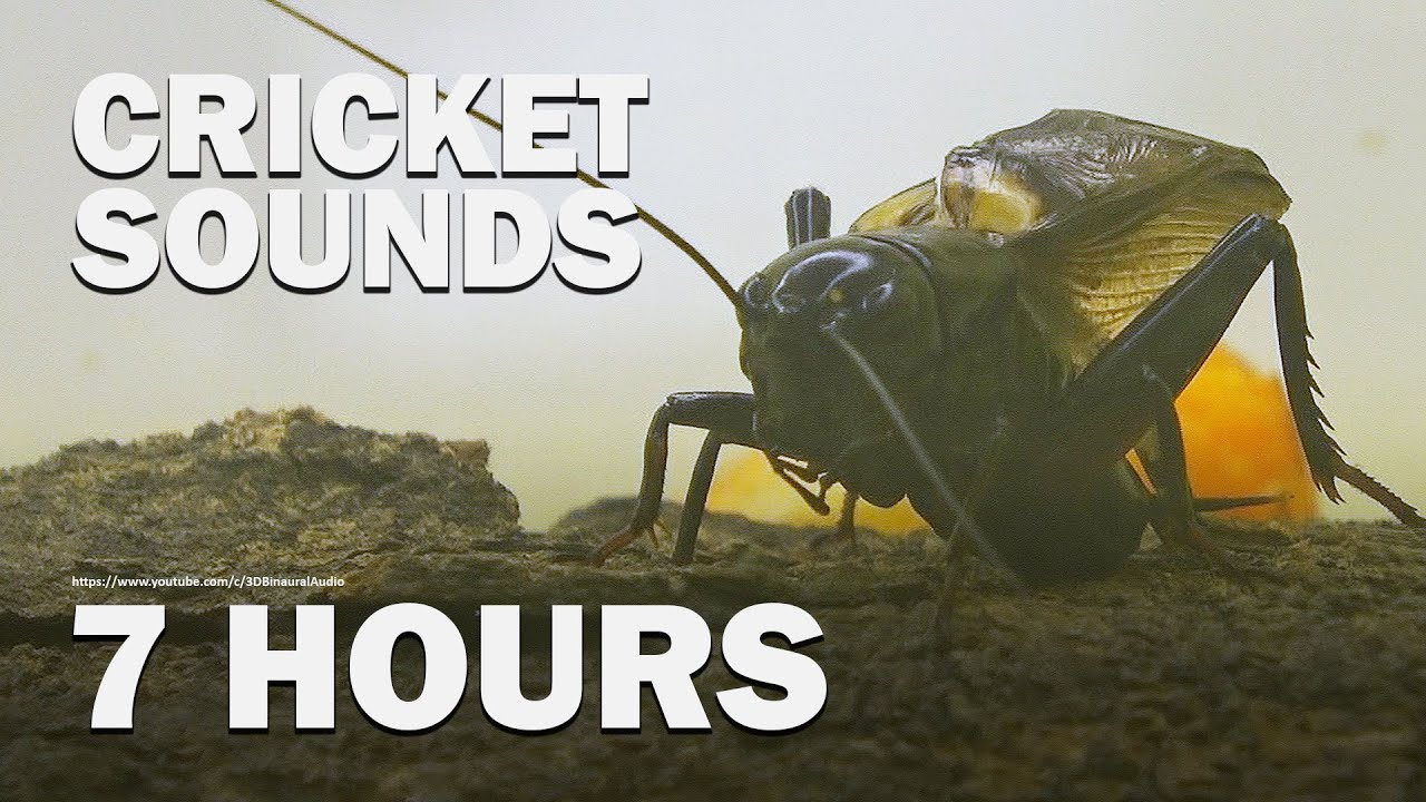 Cricket Sound Effect - Male Cricket CHirping Sounds - 7 Hours No Loops ...