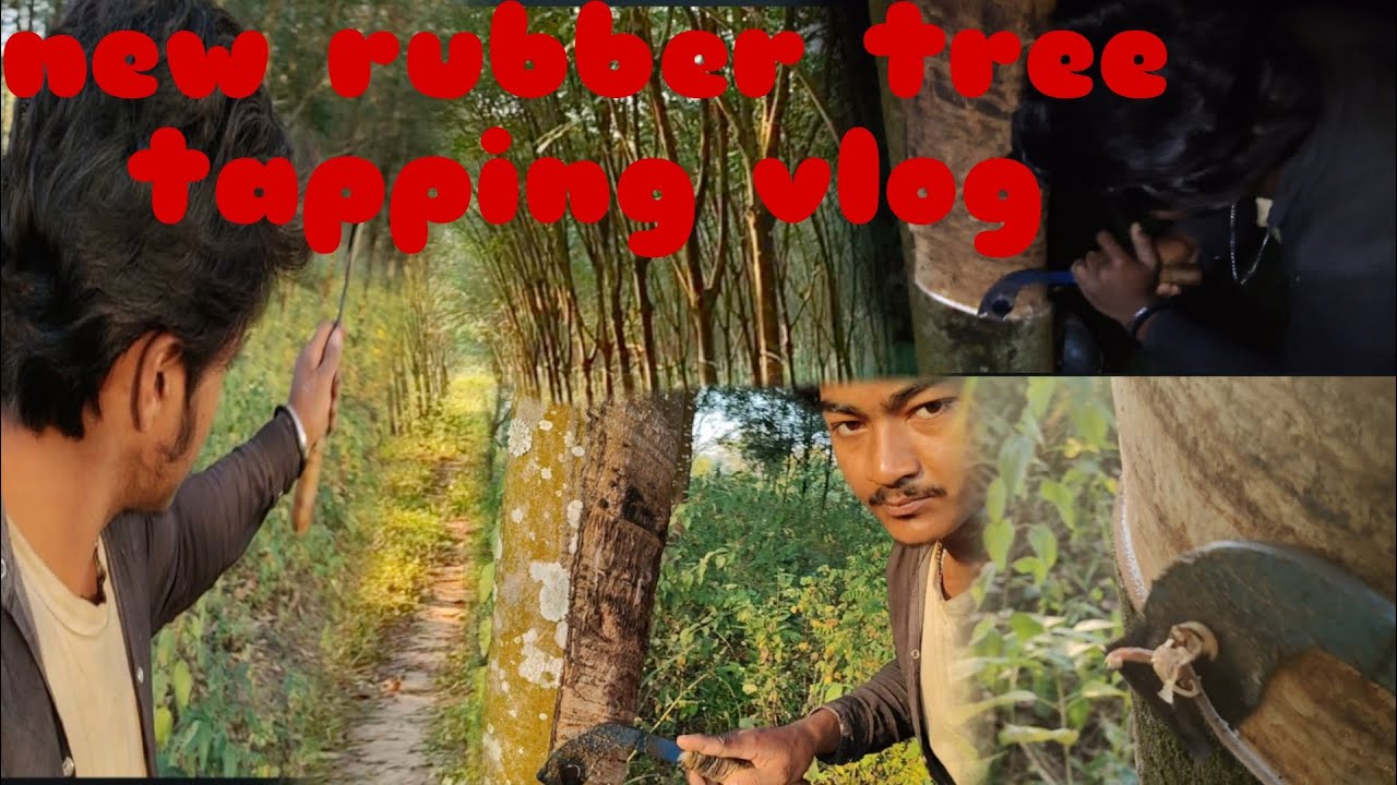 How to make rubber tree cutting learn/ rubber tapping /making/rubber in ...