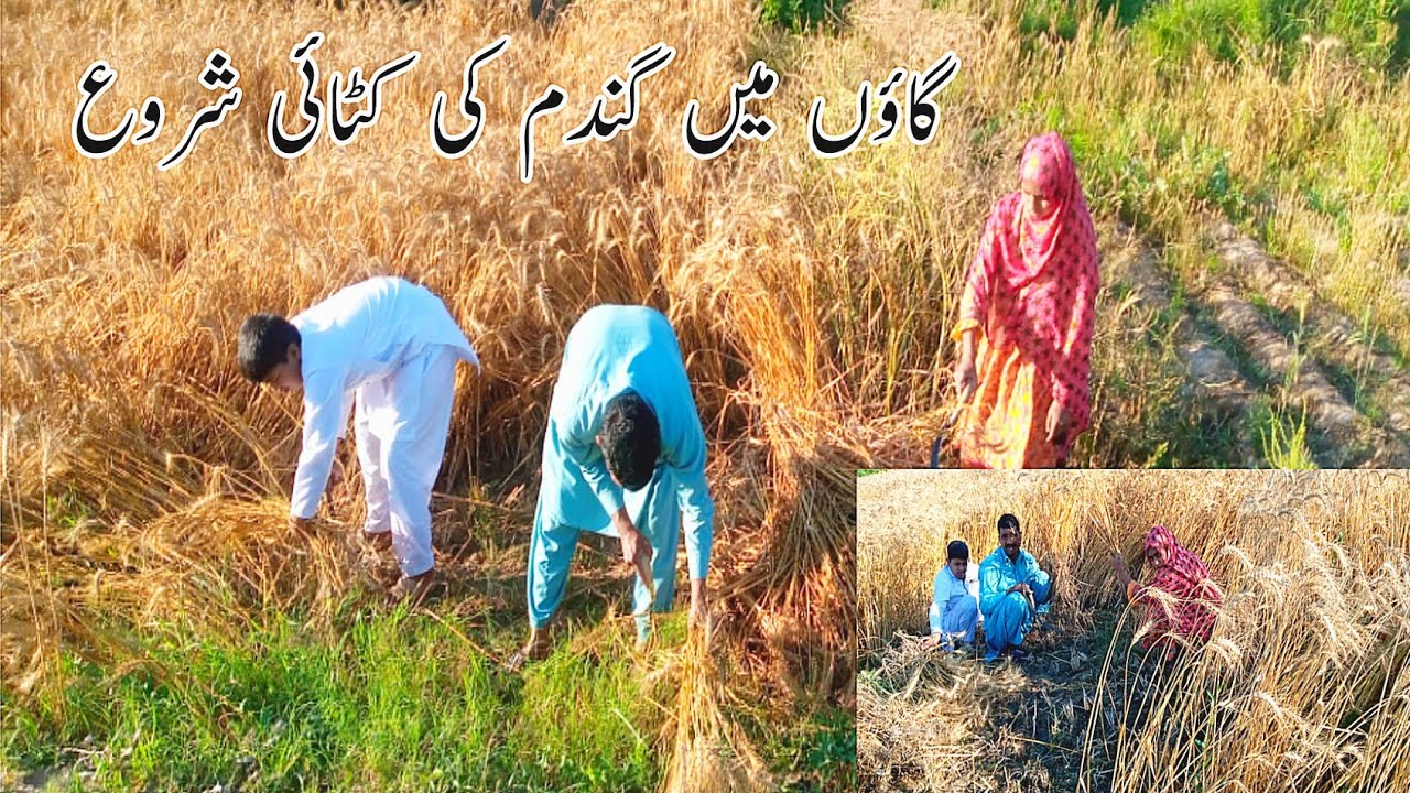 Gaon Mein gondom ki katai shuru | Amir Village Family - YouTube