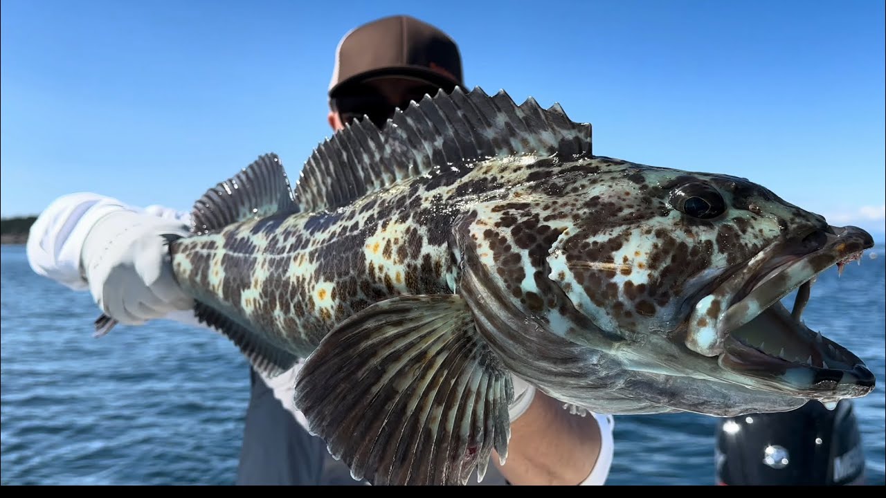 2024 puget sound Lingcod solo fishing and cooking..pt.3 - YouTube