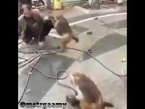 KÜRTÇE KOMİK MADLİPZ