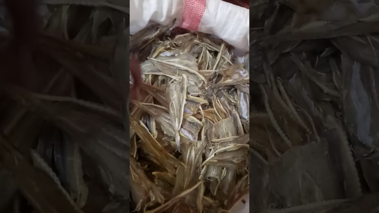 ikan pepija tipis khas tarakan kaltara - YouTube
