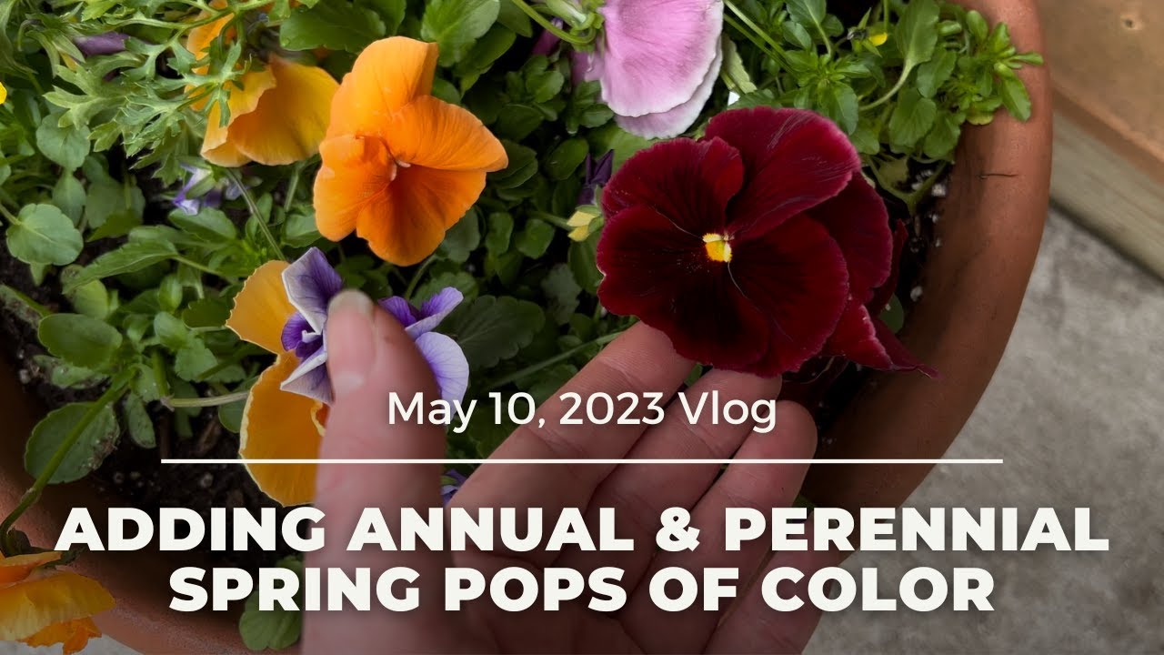 Adding Annual & Perennial Spring Pops of Color - YouTube