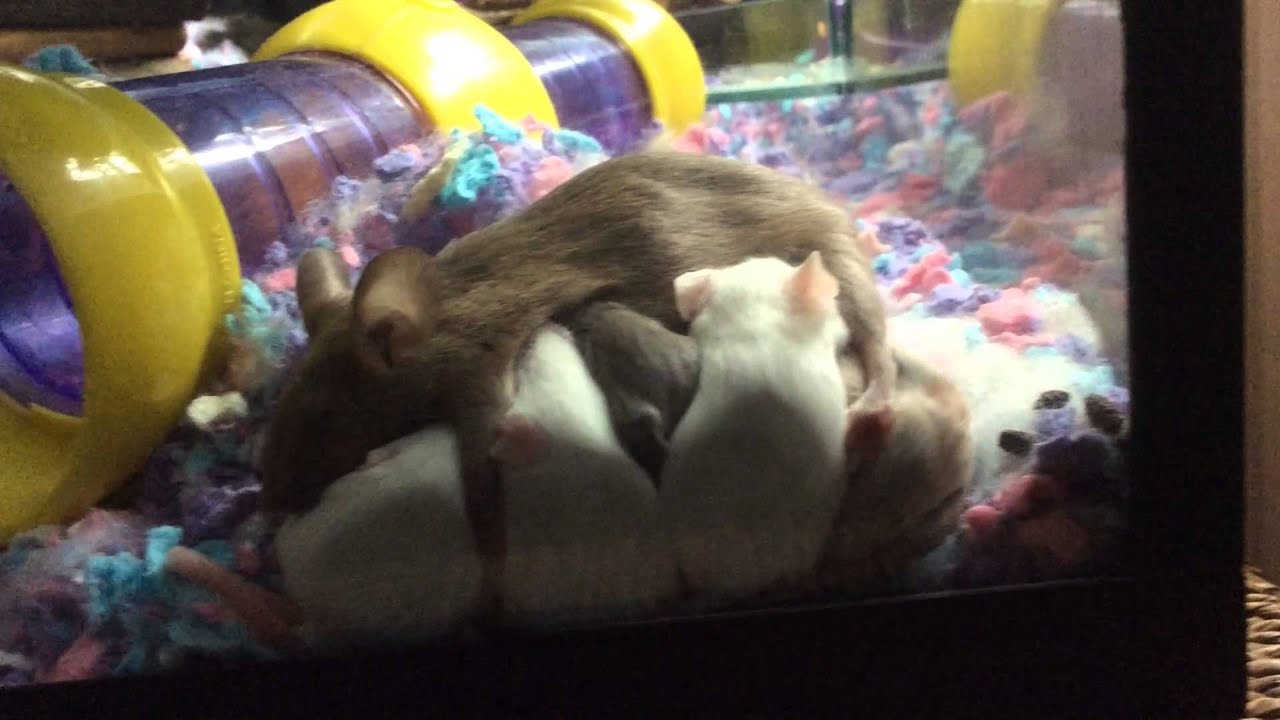 Baby mice growth cute baby mice - YouTube