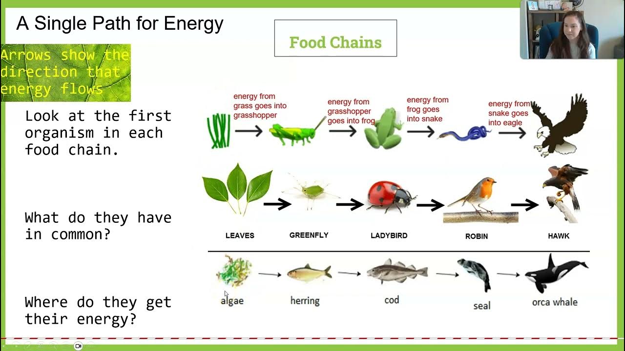 Teacher Instructional Video- Energy Flow in Ecosystems - YouTube