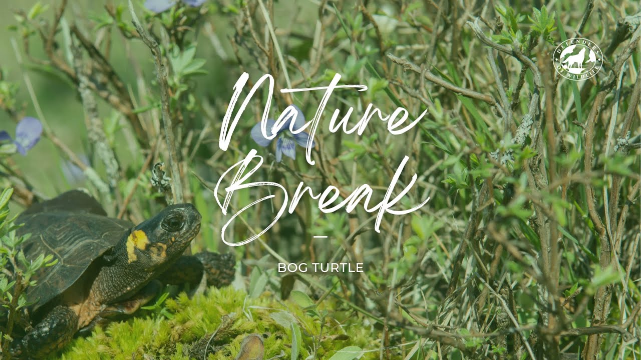 Nature Break: Bog Turtle - YouTube