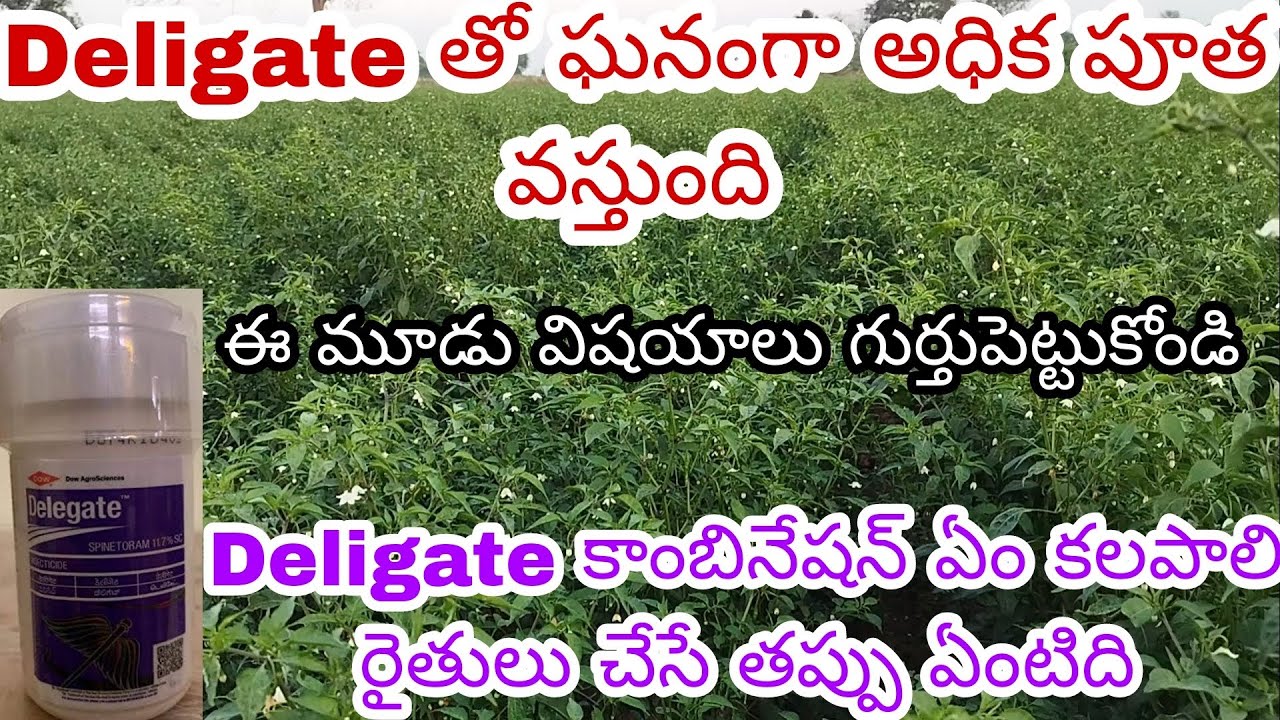deligate ఎందుకు పనిచేయడం లేదు, ఈ మూడు విషయాలు గుర్తుపెట్టుకోండి ఘనంగా ...