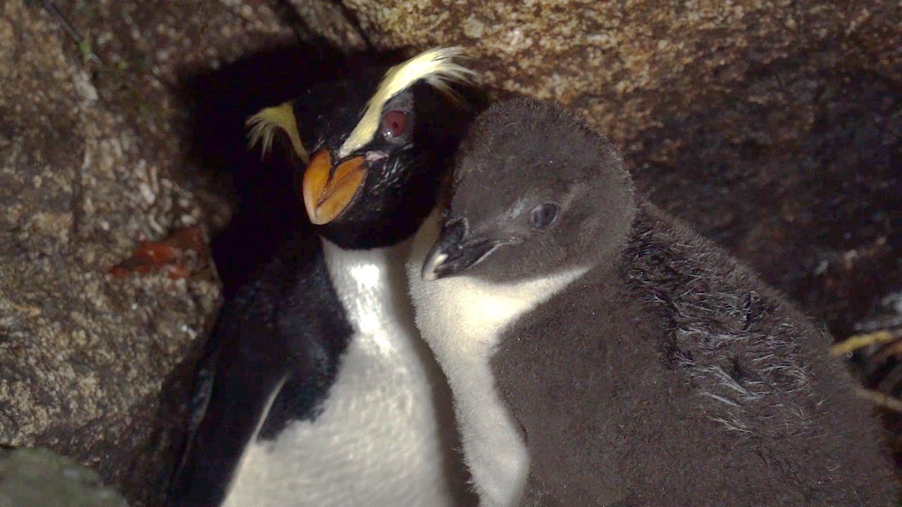 Fiordland Crested Penguins / Tawaki – night-time - YouTube