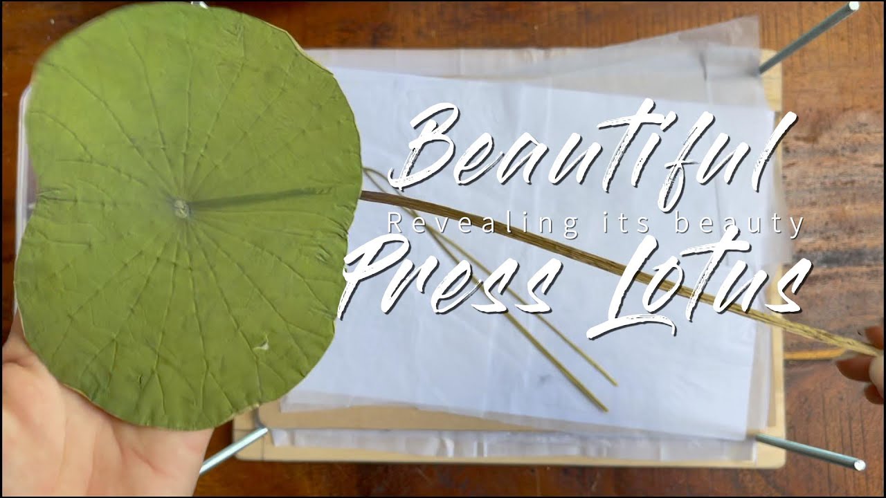 Let’s checking pressed lotus flower and leaves - YouTube