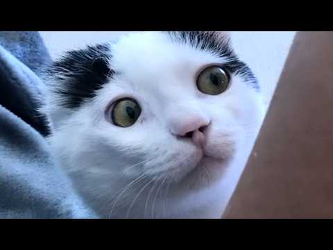 Vet's sweetest act for stray cat