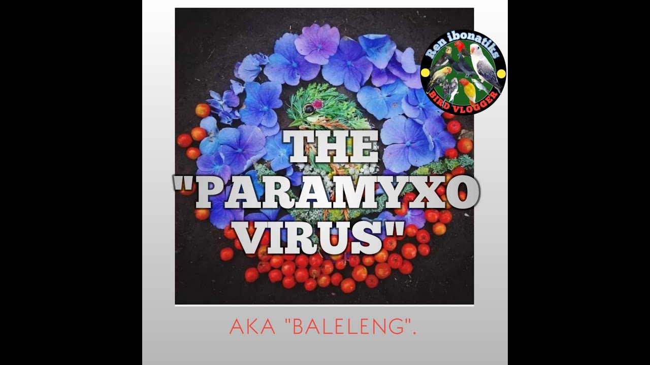 THE PARAMYXO VIRUS AKA "BALELENG".PMV - YouTube
