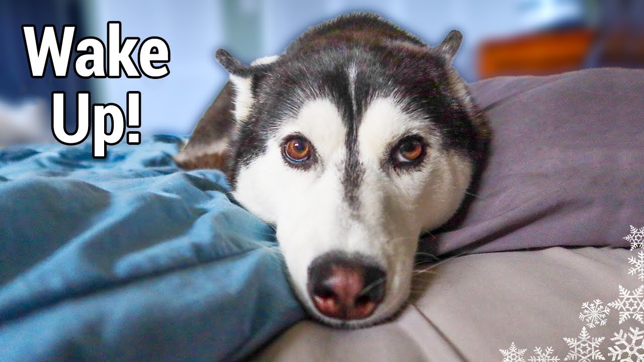 My Dog's Morning Routine 🌞 | Huskies Morning Routine 2020 Fall - YouTube