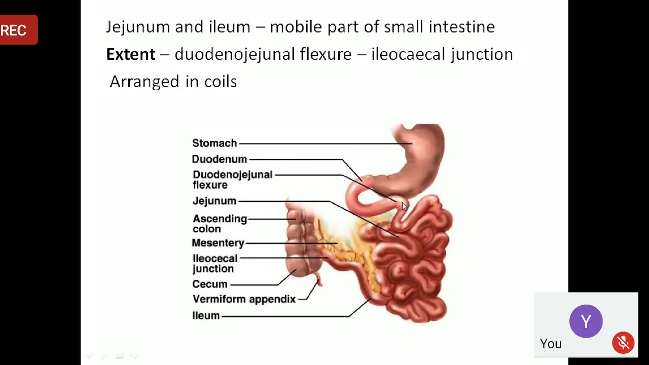small intestine anatomy - YouTube