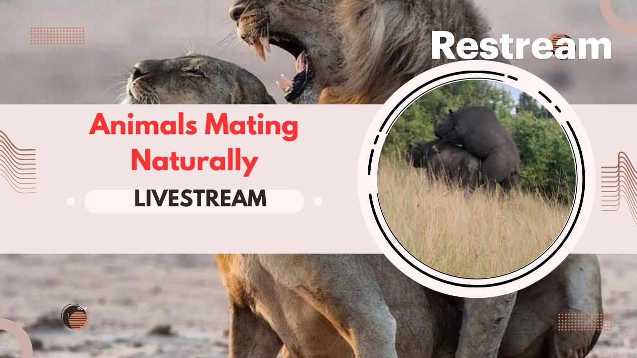 Animals mating naturally - YouTube