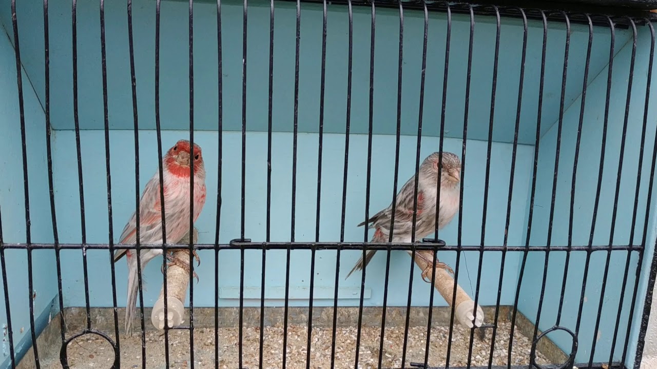 Couple canaris noir Opale Rouge Mosaïque - YouTube