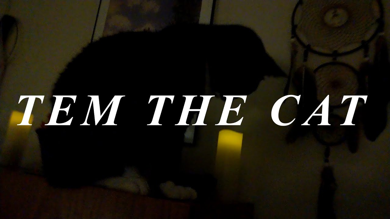 Tem Gets Brushed - My Lectric Mascot Tem The Cat - YouTube