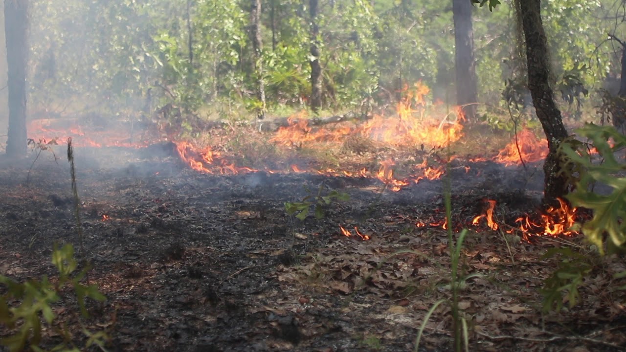 Florida Prescribed Fire Awareness Week - YouTube