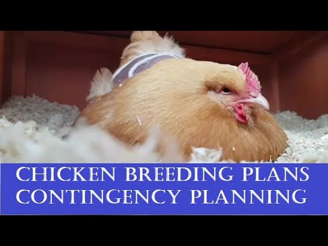 Chicken Breeding Plans: Contingency Planning - YouTube